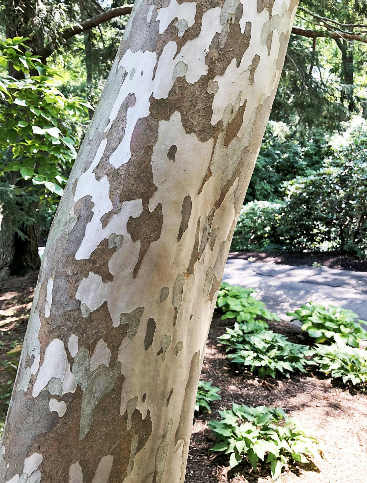 Down To Earth: Stewartia Trees Are Aristocrats Of The Garden | Columns ...