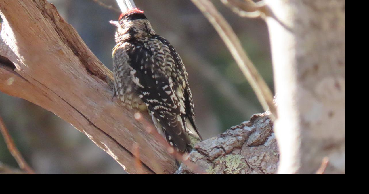 Weekly Nature Watch: Here Comes Spring | Columns | capenews.net