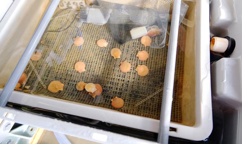 MMA Campus Hosts First Juvenile Sea Scallop Study | Bourne News ...