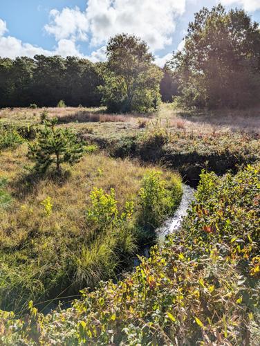 Chop Chaque Bog Restoration Project To Start Construction | Mashpee ...