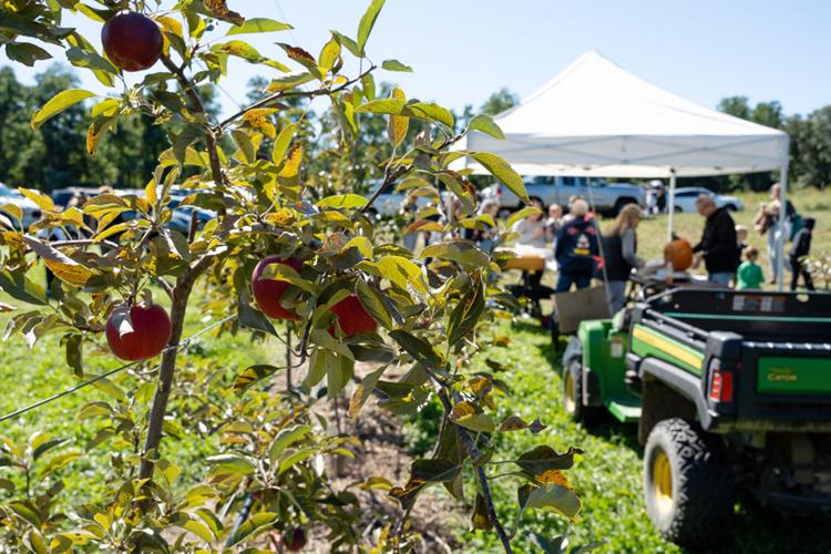 PHOTOS: It's Picking Season At Crow Farm | Sandwich News | capenews.net