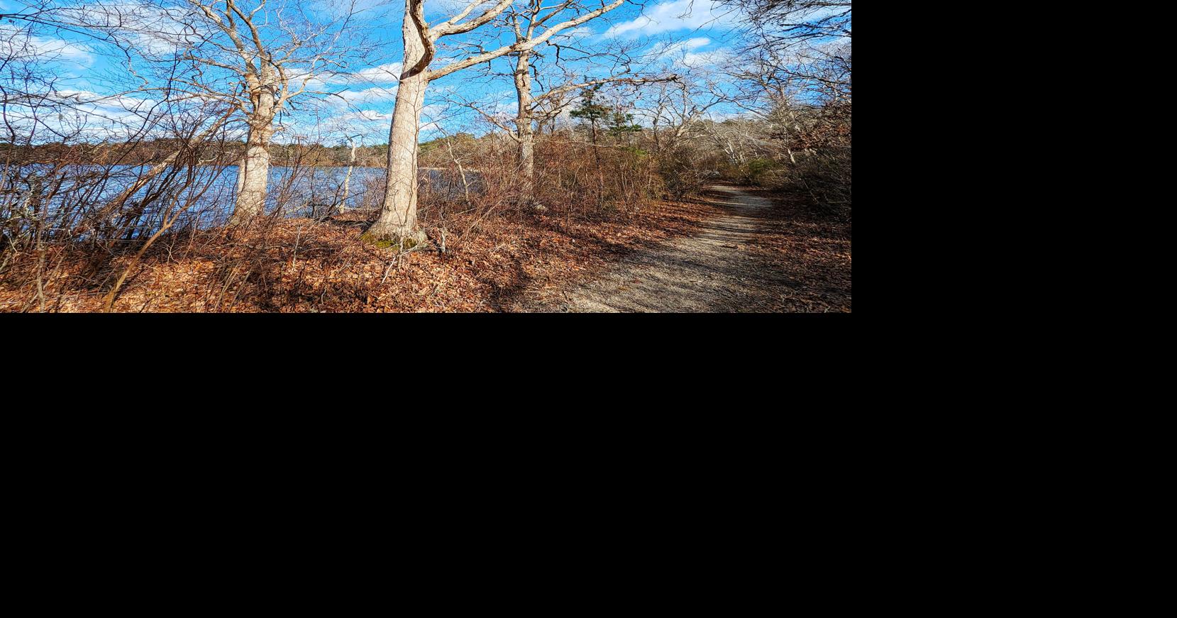 Mashpee Tree Preservation Law Takes Effect | Mashpee News | capenews.net