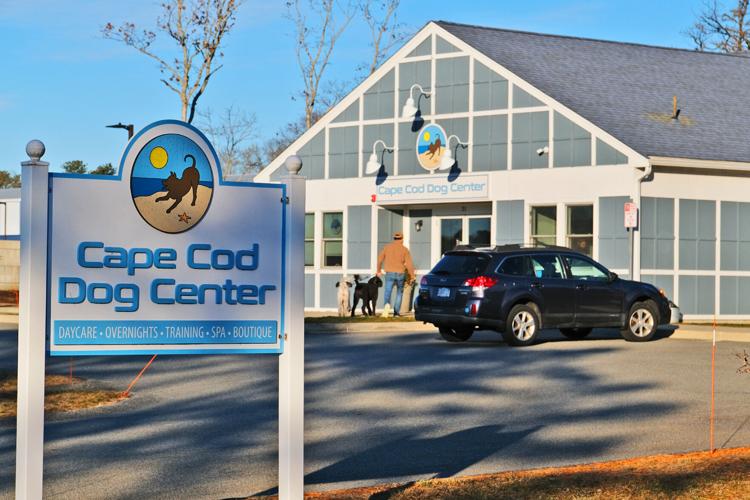 Town Hears Testimony On Cape Cod Dog Center At Hearing | Mashpee News ...