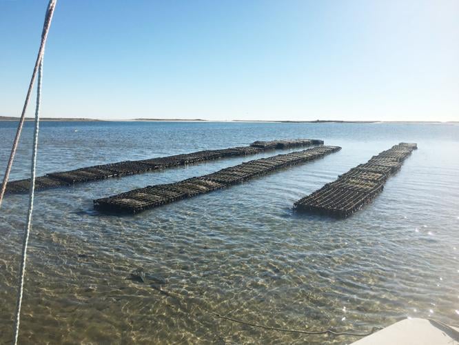 7,000 Oysters: A First-Person View Of Mashpee's Shellfish Operation ...