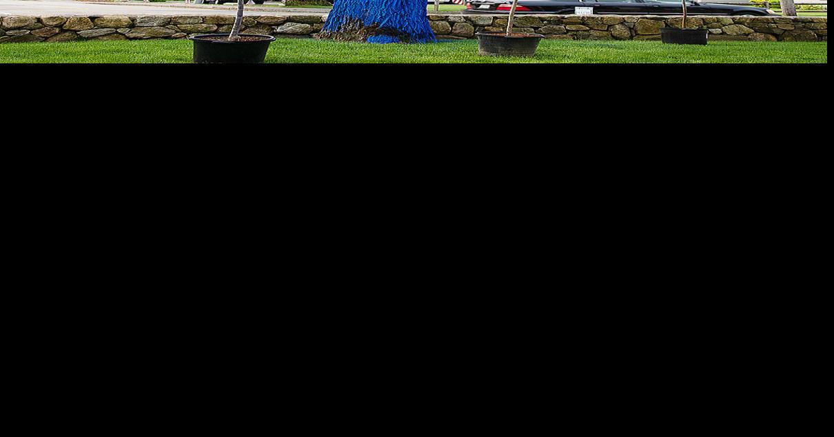 Blue Moon, Blue Suede Shoes And Now, Blue Trees At Cahoon | Arts ...