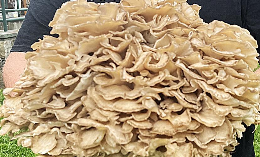 Gourmets & Good Eaters: Branching Out From Button Mushrooms | Columns ...