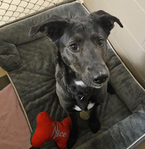 Friends of Falmouth Dogs - February 7, 2025 | Falmouth Columns ...