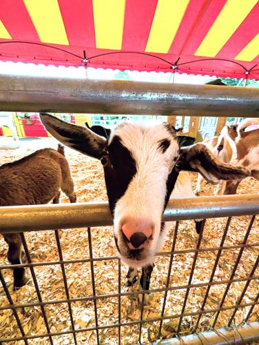 PHOTOS: Barnstable County Fair, 2024 | Falmouth News | capenews.net