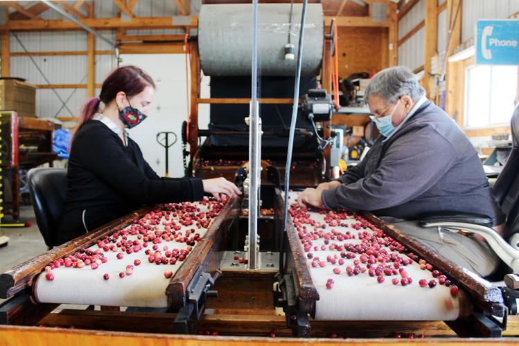 Sorting Dry Picked Cranberries Takes Time And A Sense Of Humor ...