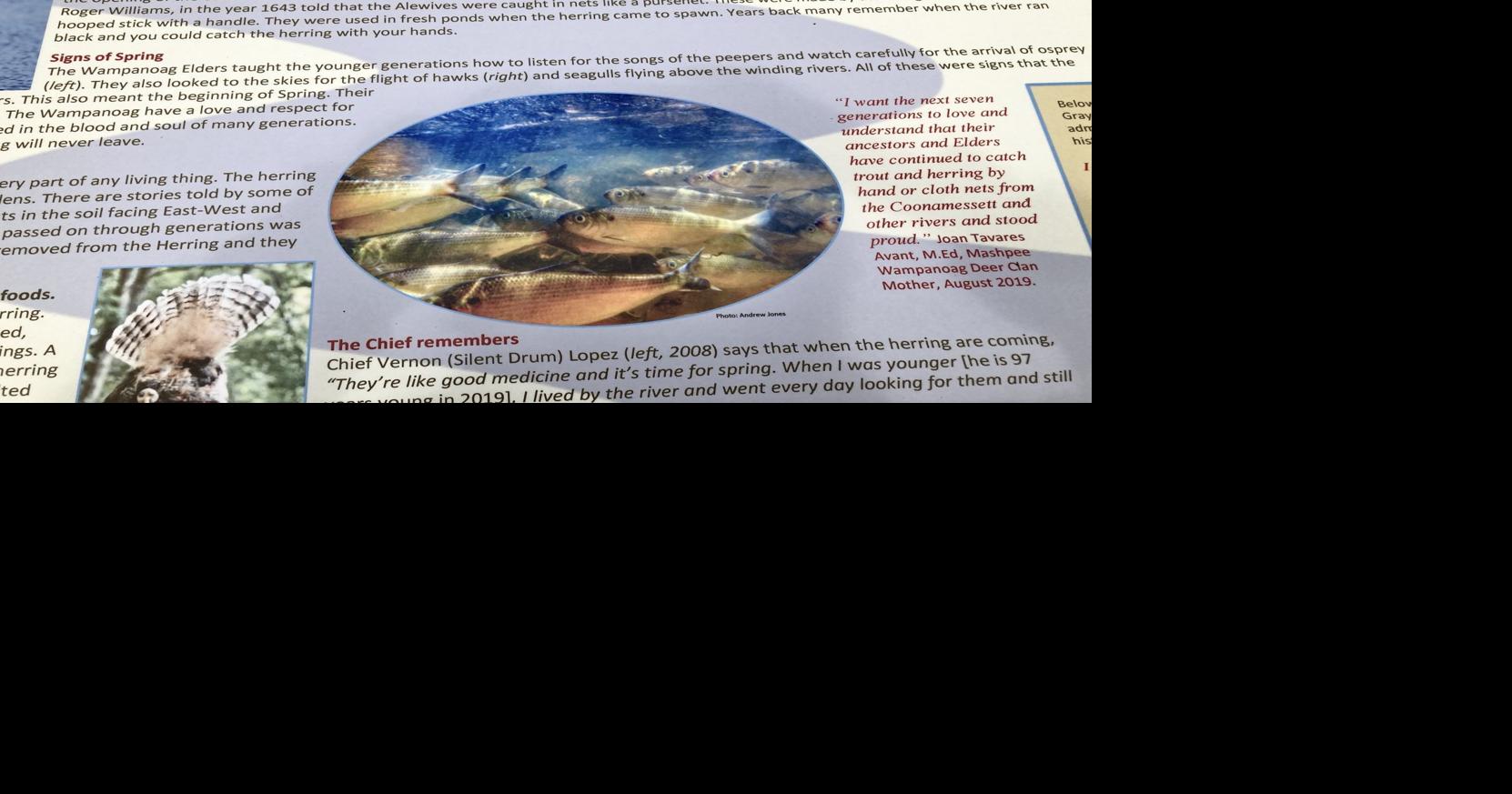 Tales From Granny Squannit: Drumbeats To Honor Our Precious Herring ...