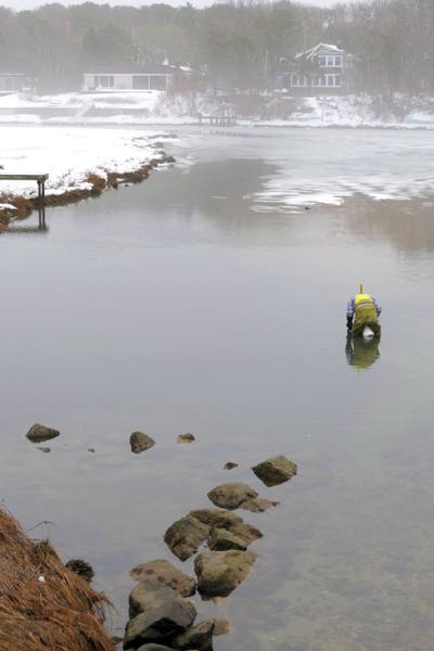 Mashpee Overhauls Shellfishing Rules, Regulations | Mashpee News ...