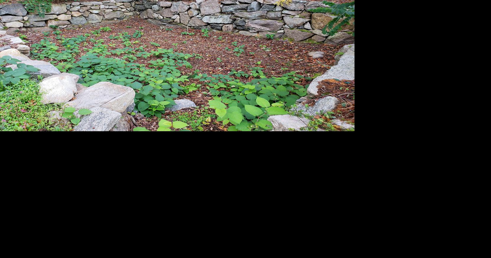 Historic Home For Wayward Sheep Gets Sheared | Falmouth News | capenews.net