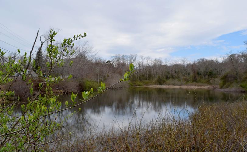 Herring Return To Mashpee Rivers | Mashpee News | capenews.net