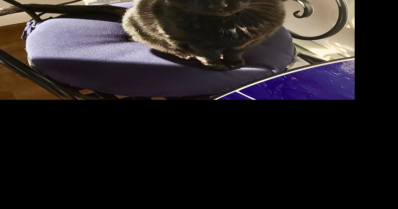 The Fine Print: The Mini-Panther With One Eye | Columns | capenews.net