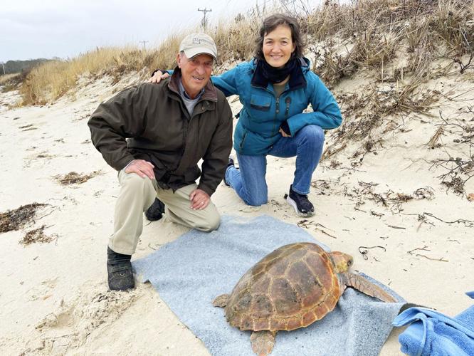 Cold-Stunned Turtle Recovered From Mashnee Island | Bourne News ...