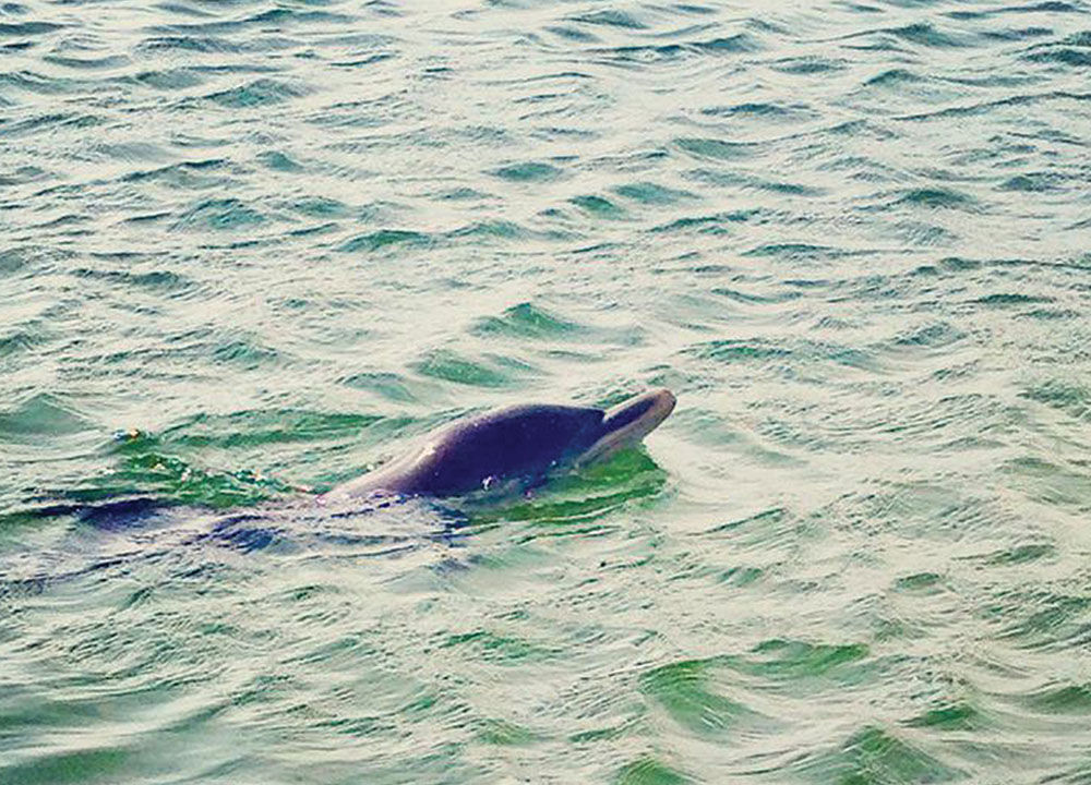 Juvenile Dolphin’s Plight Touches Mashpee Man | Mashpee | capenews.net