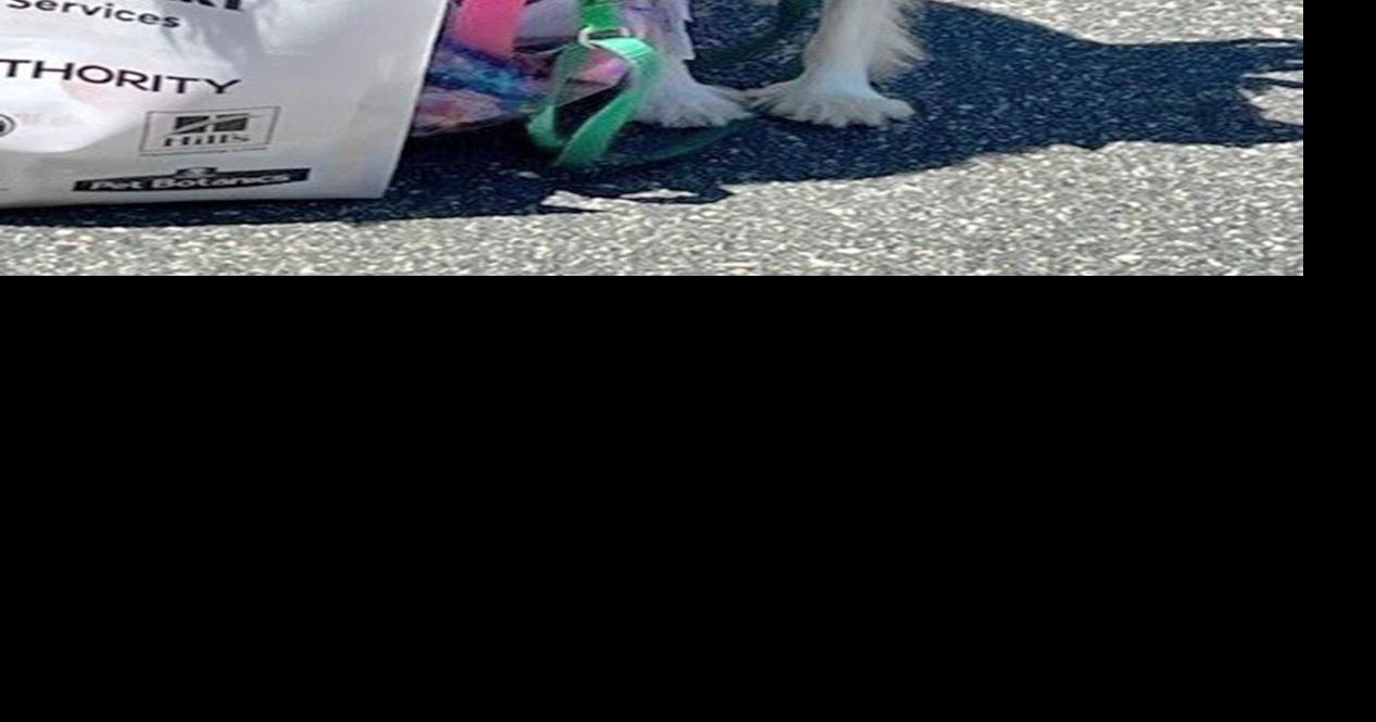 Hounds Of Highfield Is Sunday | Arts & Entertainment | capenews.net