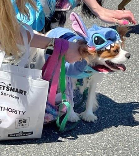 Hounds Of Highfield Is Sunday | Arts & Entertainment | capenews.net