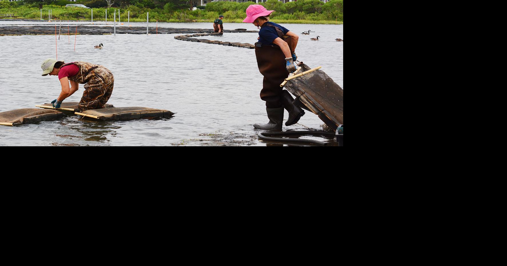 Falmouth Shellfish Nursery Suffered Losses In July Catamaran Fire ...