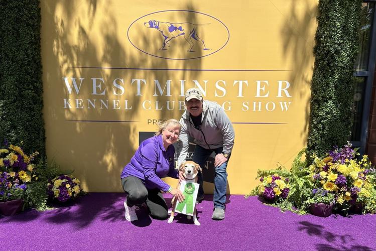 Tess Sets Personal Best At Westminster Dog Show | Mashpee Briefs ...