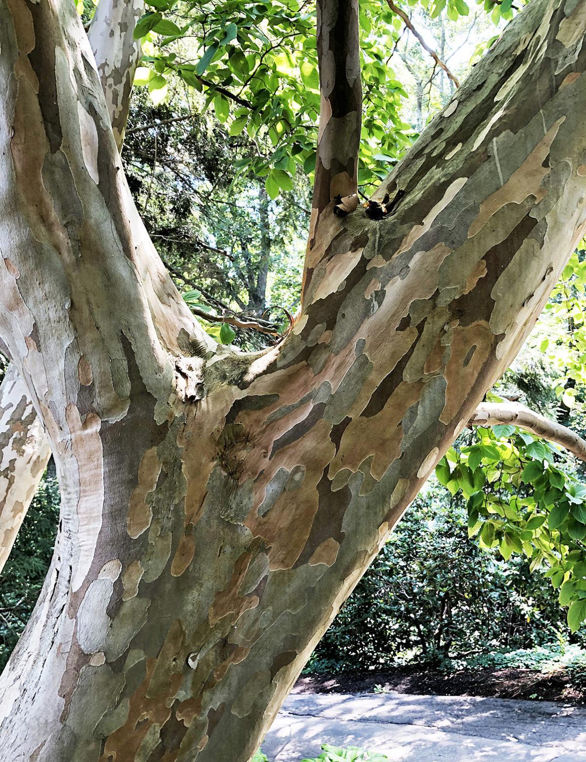 Down To Earth: Stewartia Trees Are Aristocrats Of The Garden | Columns ...