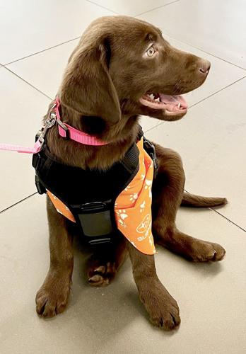 Mashpee Gifted New Therapy Dog | Mashpee News | capenews.net