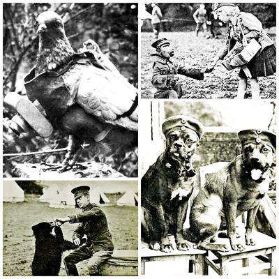 Animals In WWI Subject Of Talk | Arts & Entertainment | capenews.net