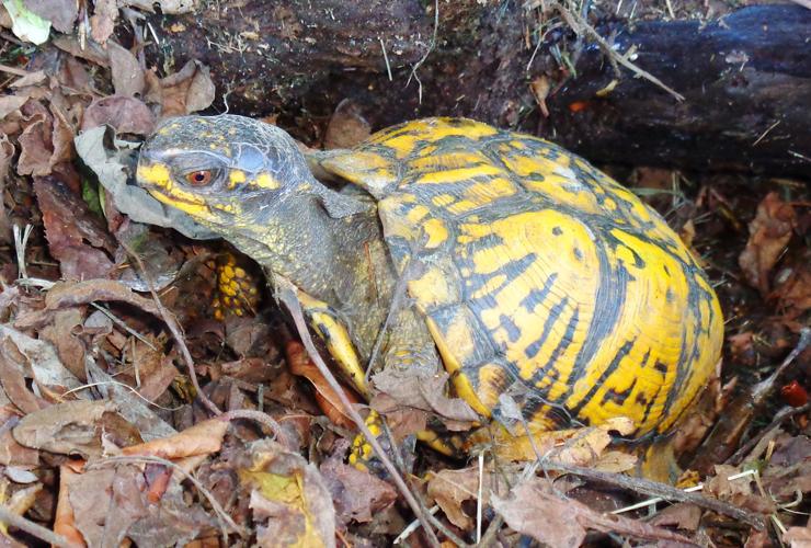 Tales From Granny Squannit: Turtle Shares The Light | Columns ...