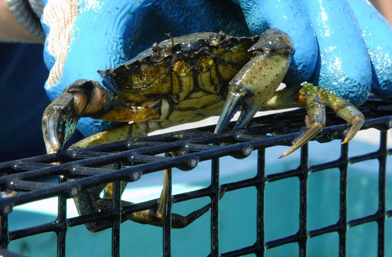 Mashpee Pursues Upgraded Technology To Protect Shellfish | Mashpee News ...