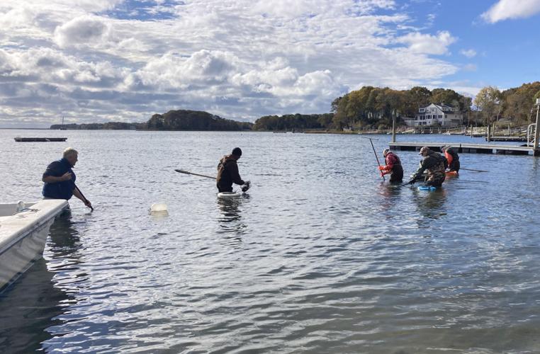 Mashpee Shellfish Commission Sinks Permit Fee Increase | Mashpee News ...