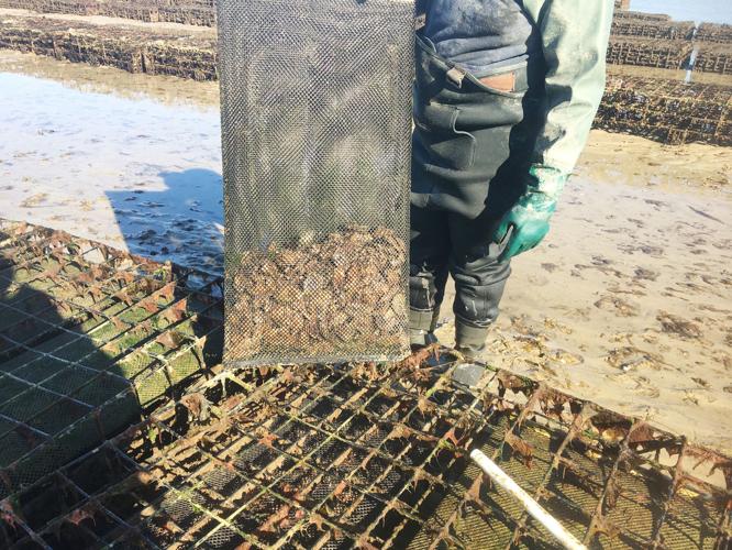 7,000 Oysters: A First-Person View Of Mashpee's Shellfish Operation ...