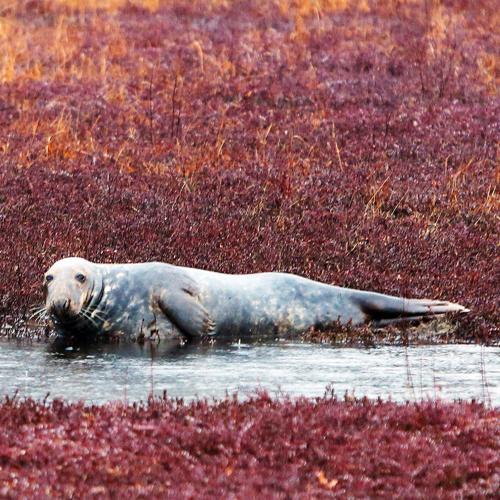 Seal Takes Weekend Trip To Cranberry Bog | Falmouth News | capenews.net