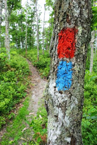 Maple Swamp Offers Visitors New Highs | Regional News | capenews.net