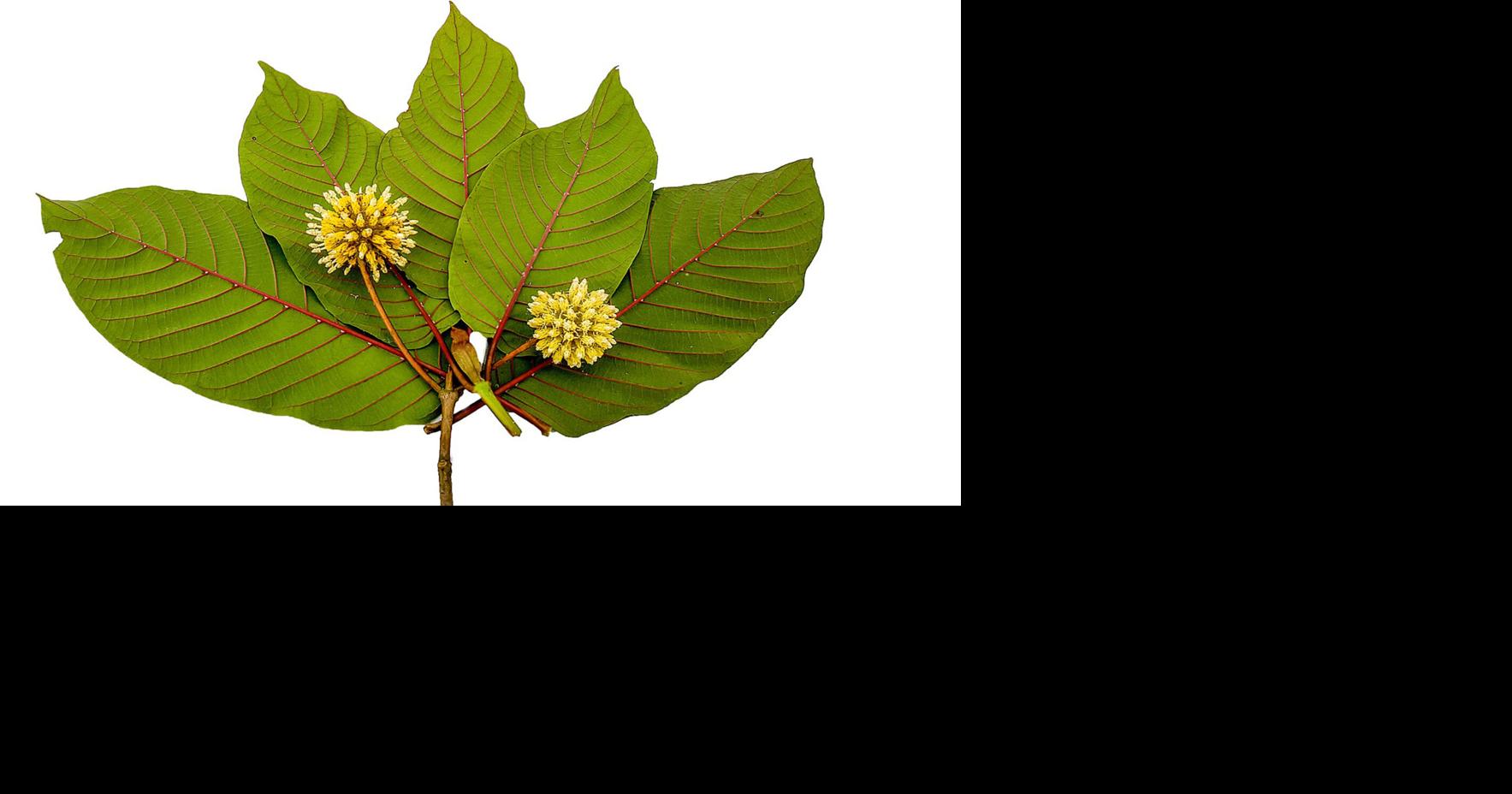 Mashpee's Kratom Ban Will Start January 21 | Mashpee News | capenews.net