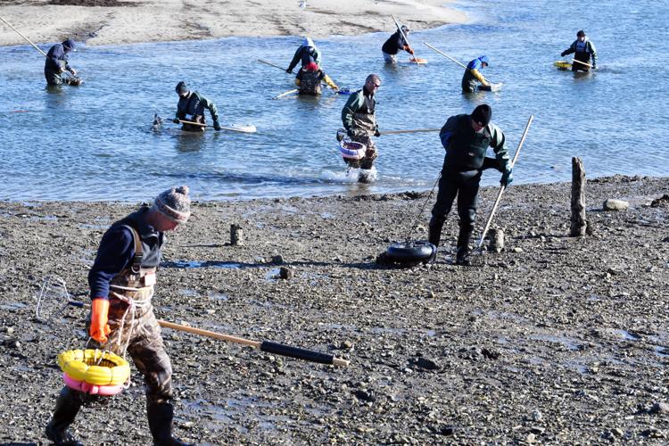 Shellfish Season Opener Brings A Crowd To Mill Creek | Sandwich News ...