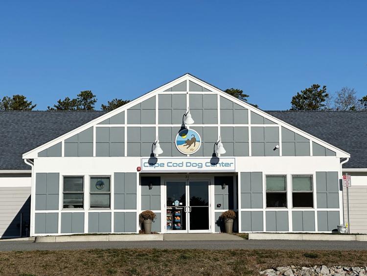 What To Know About The Cape Cod Dog Center Situation So Far | Mashpee ...
