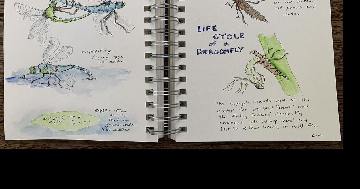 Weekly Nature Watch: The Magic Of Dragonflies | Columns | capenews.net