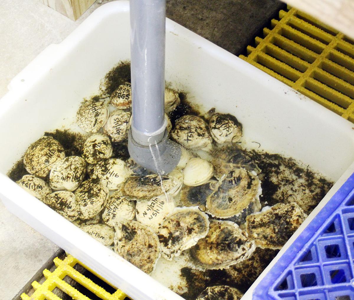 Shellfish Hatchery Provides Seed To Mashpee, Other Cape Towns | Mashpee ...