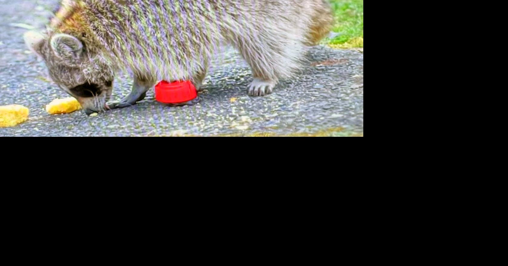 Falmouth Resident And Animal Control Officer Team Up To Aid Raccoon ...