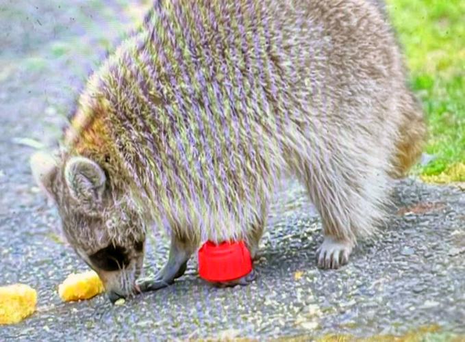 Falmouth Resident And Animal Control Officer Team Up To Aid Raccoon ...