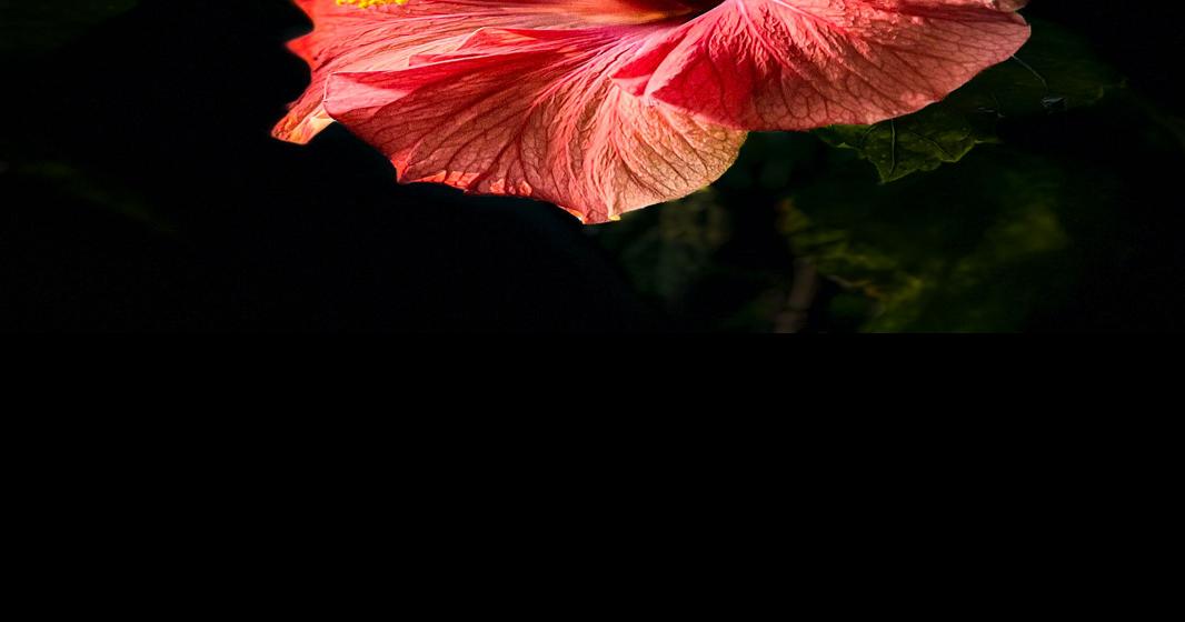 Show By Camera Club Will Be On View At Mashpee Library | Arts ...