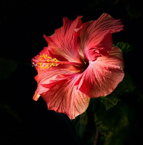 Show By Camera Club Will Be On View At Mashpee Library | Arts ...