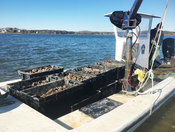 7,000 Oysters: A First-Person View Of Mashpee's Shellfish Operation ...