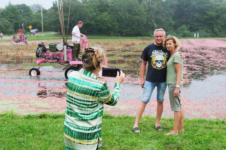 PHOTOS: Cranberry Harvesting Along Route 6A | Sandwich | capenews.net