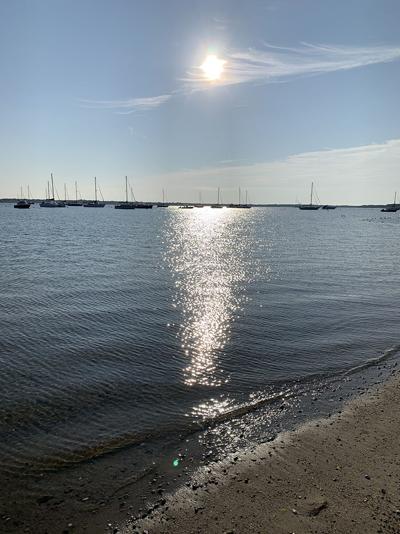 Weekly Nature Watch: A Midsummer Beach Walk | Columns | capenews.net
