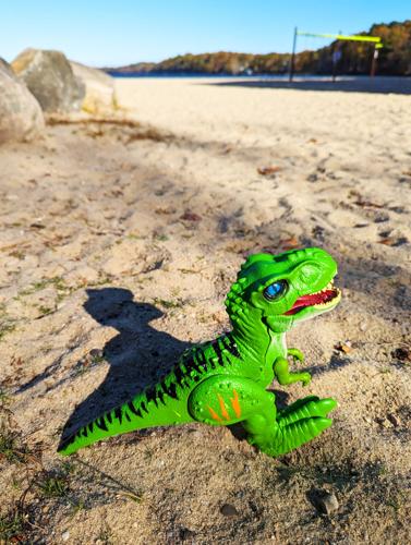 Lonely T-Rex | Uploaded Photos | capenews.net