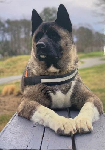 Sandwich Announces 2024 'Top Dog' Contest Winners | Sandwich News ...