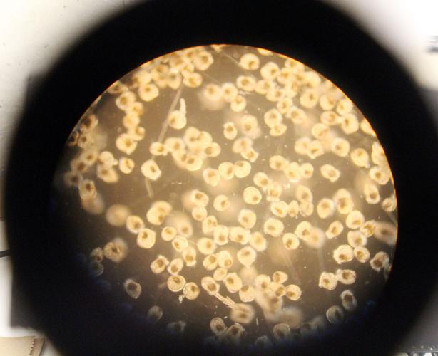 Shellfish Hatchery Provides Seed To Mashpee, Other Cape Towns | Mashpee ...