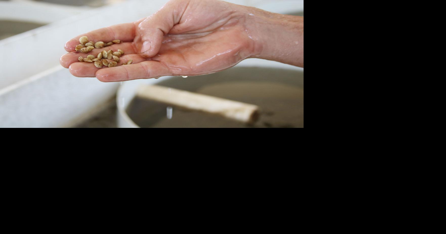 Mashpee’s New Shellfish Constable Enjoys ‘Altruistic Aspects’ Of The ...