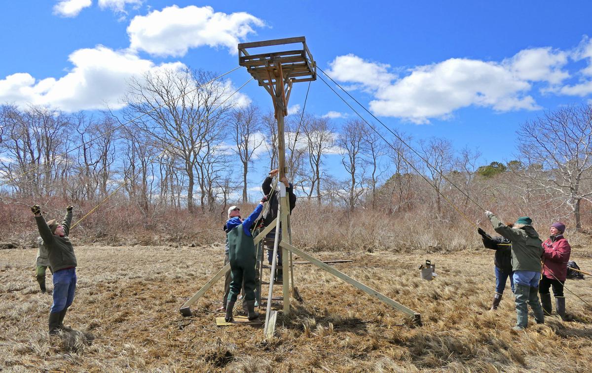 Volunteers Raise Osprey Pole In Mashpee | Mashpee News | capenews.net